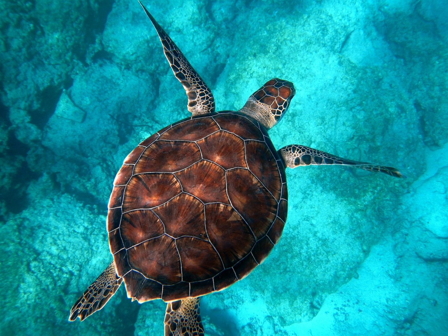 TriplePundit • Back from the Brink: Two Decades of Species Revival