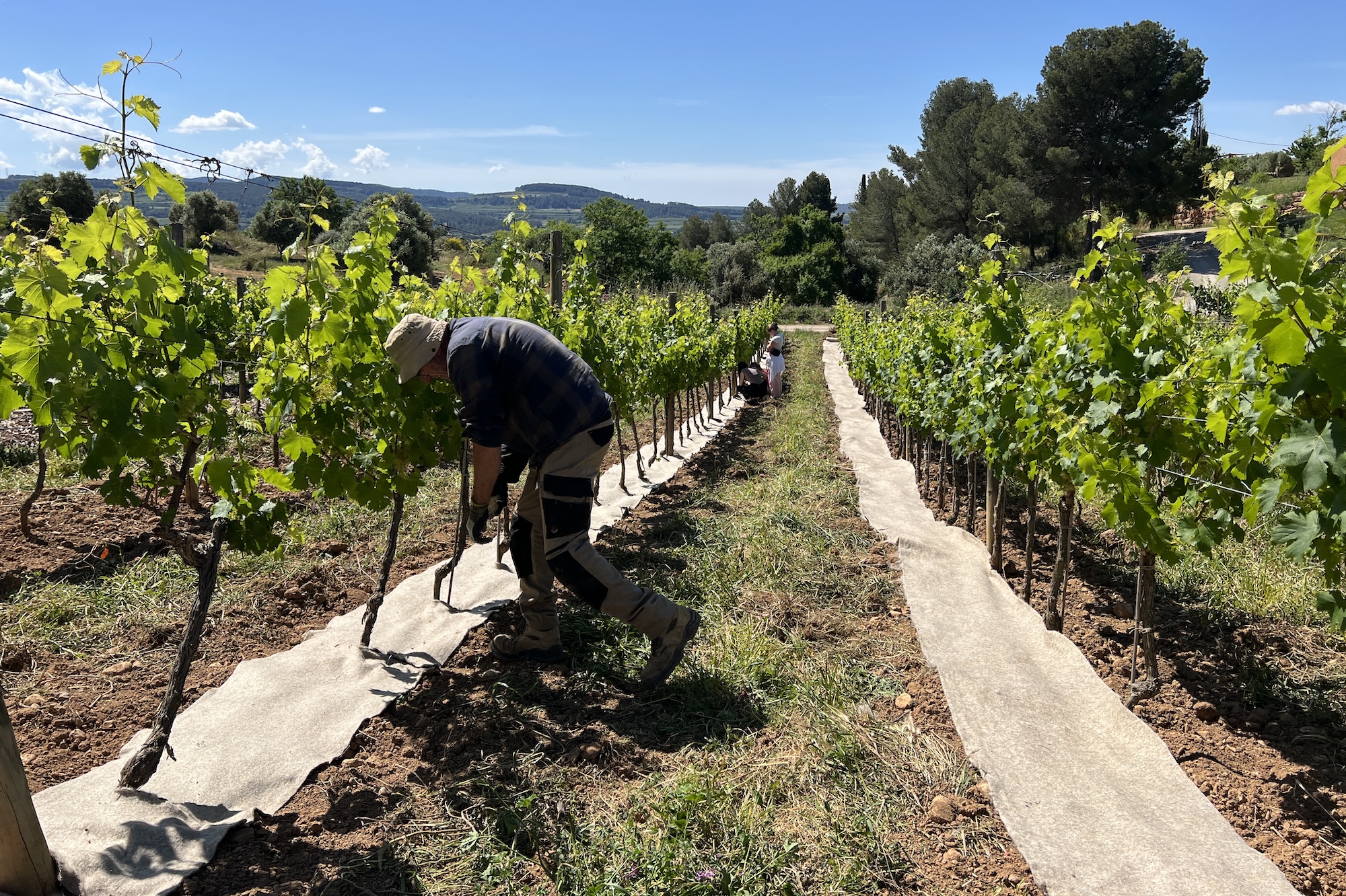 TriplePundit • From Salon to Soil: The Surprising Second Life of Hair Waste